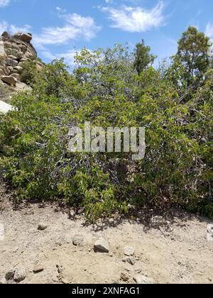 sugar bush (Rhus ovata) Plantae Stock Photo - Alamy