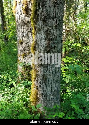 Oregon oak (Quercus garryana) Plantae Stock Photo - Alamy