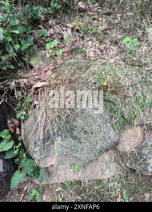 grasses, sedges, cattails, and allies (Poales) Plantae Stock Photo - Alamy