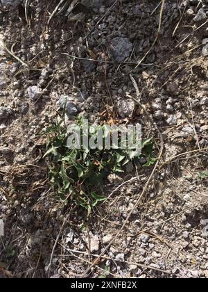 southwestern pipevine (Aristolochia watsonii) Plantae Stock Photo - Alamy
