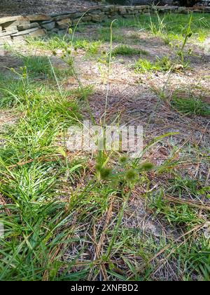 Pinebarren Flatsedge (Cyperus retrorsus) Plantae Stock Photo - Alamy