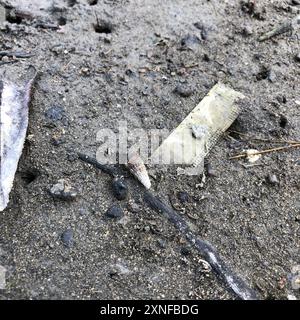 (Cerithidea rhizophorarum) Mollusca Stock Photo - Alamy