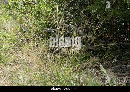 Smilo Grass (Oloptum miliaceum), Plantae, Los Angeles, CA, USA, Very ...