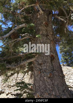 white fir (Abies concolor) Plantae Stock Photo - Alamy
