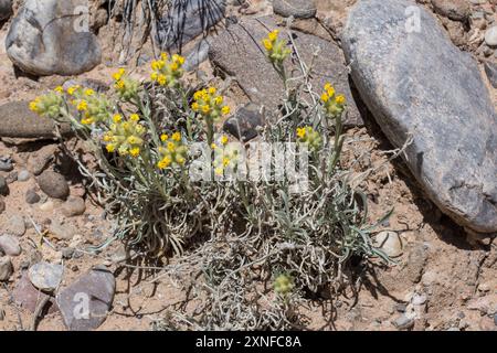 Brenda's Yellow Cryptantha (Oreocarya flava) Plantae Stock Photo - Alamy