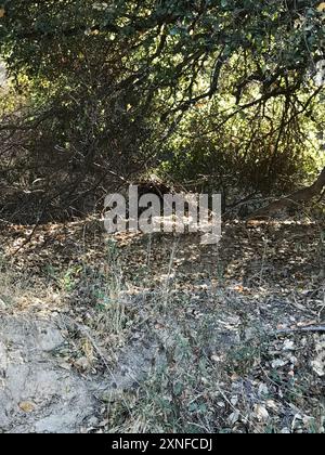 Dusky-footed Woodrat (Neotoma fuscipes) Mammalia Stock Photo - Alamy