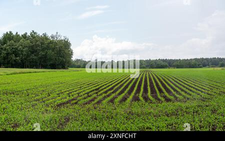 Green agriculture fields of fresh panted corn at the Groote Heide ...