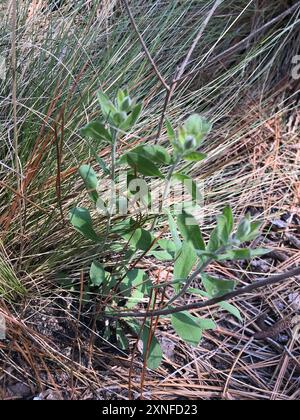 Dixie aster (Sericocarpus tortifolius) Plantae Stock Photo - Alamy