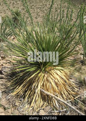 Smooth Sotol (Dasylirion leiophyllum) Plantae Stock Photo - Alamy