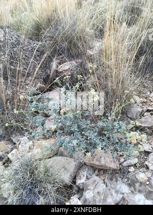 mariola (Parthenium incanum) Plantae Stock Photo - Alamy