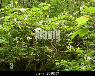 Smooth Azalea (Rhododendron arborescens) Plantae Stock Photo - Alamy
