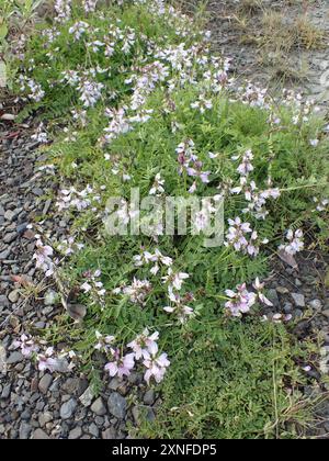 Alpine Milkvetch (Astragalus alpinus), Plantae, Park County, US-CO, US ...
