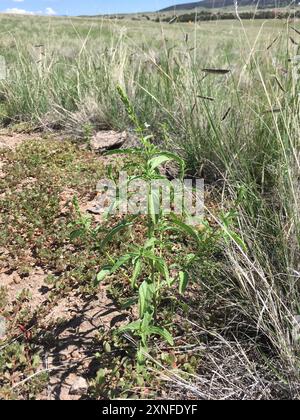 Mintweed (Salvia reflexa) Plantae Stock Photo - Alamy