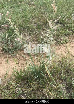 Red Lovegrass (Eragrostis secundiflora) Plantae Stock Photo - Alamy