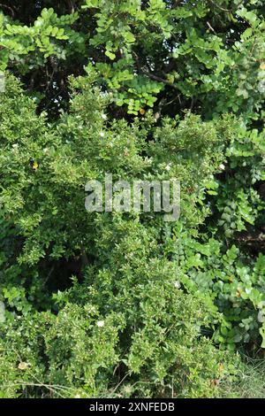 myrtle (Myrtus communis) Plantae Stock Photo - Alamy