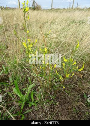 tall melilot (Melilotus altissimus) Plantae Stock Photo - Alamy