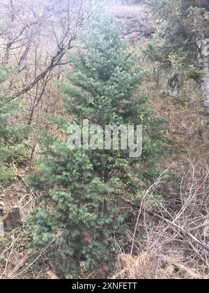 white fir (Abies concolor) Plantae Stock Photo - Alamy