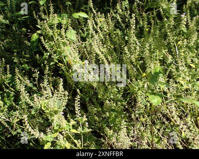 Mini-shiso (Mosla scabra) Plantae Stock Photo - Alamy