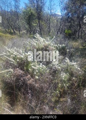 Pincushion trees (Hakea) Plantae Stock Photo - Alamy