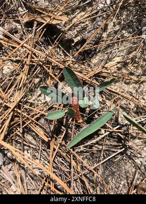 Carolina ipecac (Euphorbia ipecacuanhae) Plantae Stock Photo - Alamy
