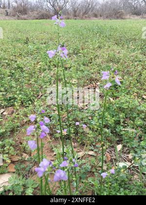 Texas toadflax (Nuttallanthus texanus), Plantae, Fort Ord National ...
