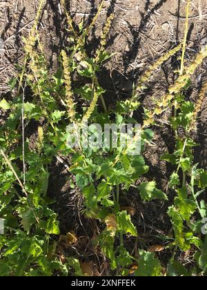 California Goosefoot (Blitum californicum), Plantae, Pinnacles National ...
