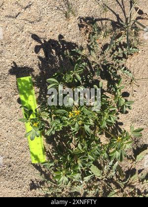 Mojave stinkweed (Cleomella obtusifolia) Plantae Stock Photo - Alamy