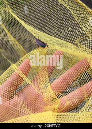 Gisborne Cockroach (Drymaplaneta semivitta) Insecta Stock Photo - Alamy