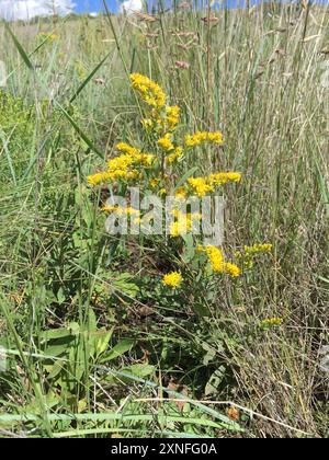 velvety goldenrod (Solidago velutina) Plantae Stock Photo - Alamy