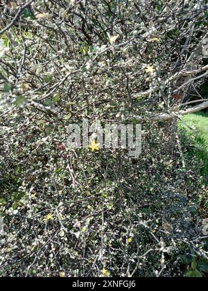 Korokio (Corokia cotoneaster) Plantae Stock Photo - Alamy