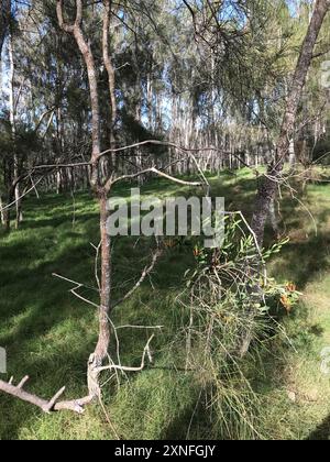 (Lysiana maritima) Plantae Stock Photo - Alamy