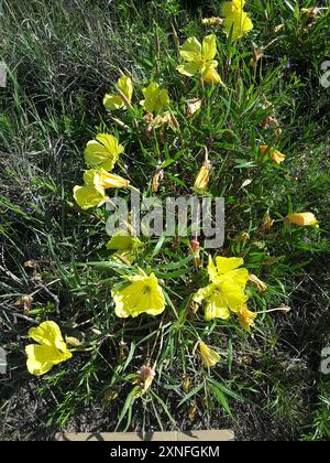 bigfruit evening primrose (Oenothera macrocarpa) Plantae Stock Photo ...