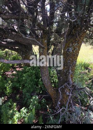 alligator juniper (Juniperus deppeana) Plantae Stock Photo - Alamy