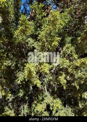 One-seed Juniper (Juniperus monosperma) Plantae Stock Photo - Alamy