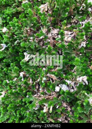 Arizona spikemoss (Selaginella arizonica) Plantae Stock Photo - Alamy