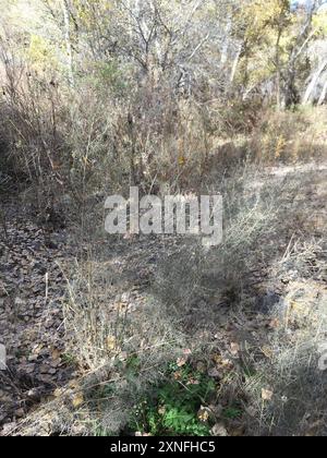 Singlewhorl Burrobrush (Ambrosia monogyra) Plantae Stock Photo - Alamy