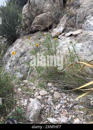 Skeletonleaf Goldeneye (Sidneya tenuifolia) Plantae Stock Photo - Alamy