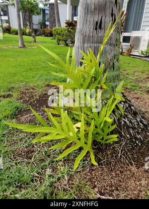 Musk Fern (Microsorum grossum) Plantae Stock Photo - Alamy