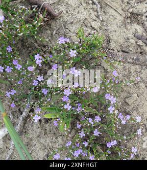 (Limonium scabrum scabrum) Plantae Stock Photo - Alamy