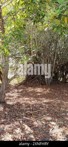 Woodrats (Neotoma) Mammalia Stock Photo - Alamy