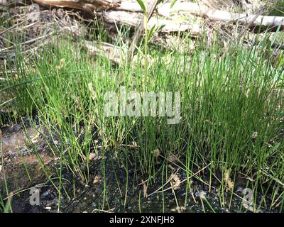 spikerushes (Eleocharis) Plantae Stock Photo - Alamy