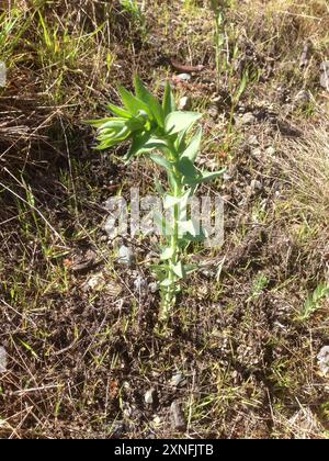 Balkan toadflax (Linaria dalmatica), Plantae, Thompson-Nicola, BC ...
