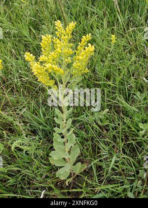 Ground Goldenrod (Solidago mollis) Plantae Stock Photo - Alamy