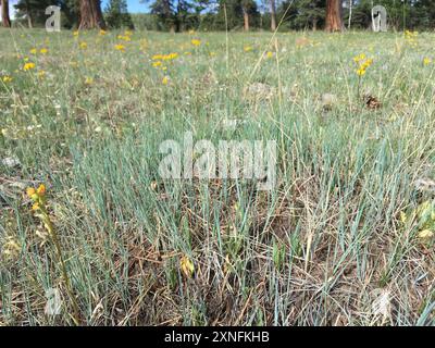 Western Wheatgrass (Pascopyrum smithii) Plantae Stock Photo - Alamy