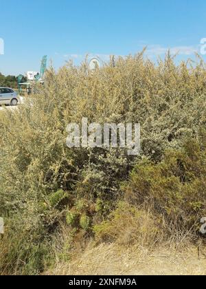 Mediterranean Saltbush (Atriplex halimus) Plantae Stock Photo - Alamy