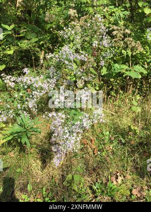 Short's aster (Symphyotrichum shortii) Plantae Stock Photo - Alamy