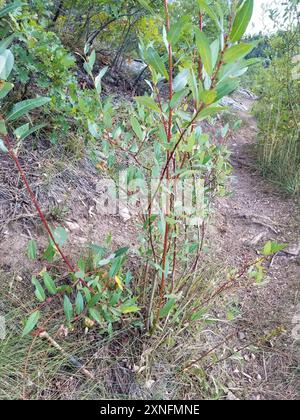 red willow (Salix laevigata) Plantae Stock Photo - Alamy