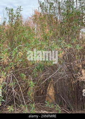 mule fat (Baccharis salicifolia) Plantae Stock Photo - Alamy