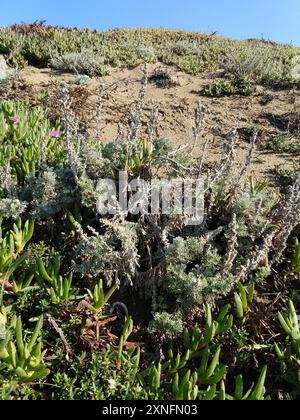 coastal sagewort (Artemisia pycnocephala) Plantae Stock Photo - Alamy