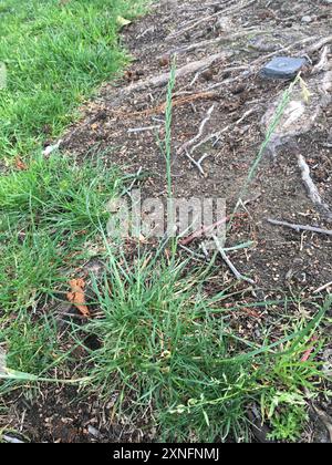 Ryegrasses (Lolium) Plantae Stock Photo - Alamy
